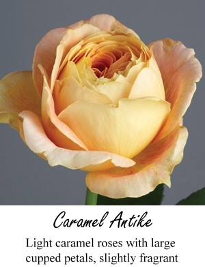 A. Perri Farms: GARDEN ROSE CARAMEL ANTIKE