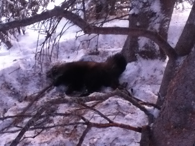 An Alaskan Panda's Life: Wolverine