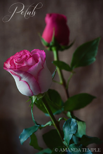 Petals - Bermuda Florist: The Age of Innocence