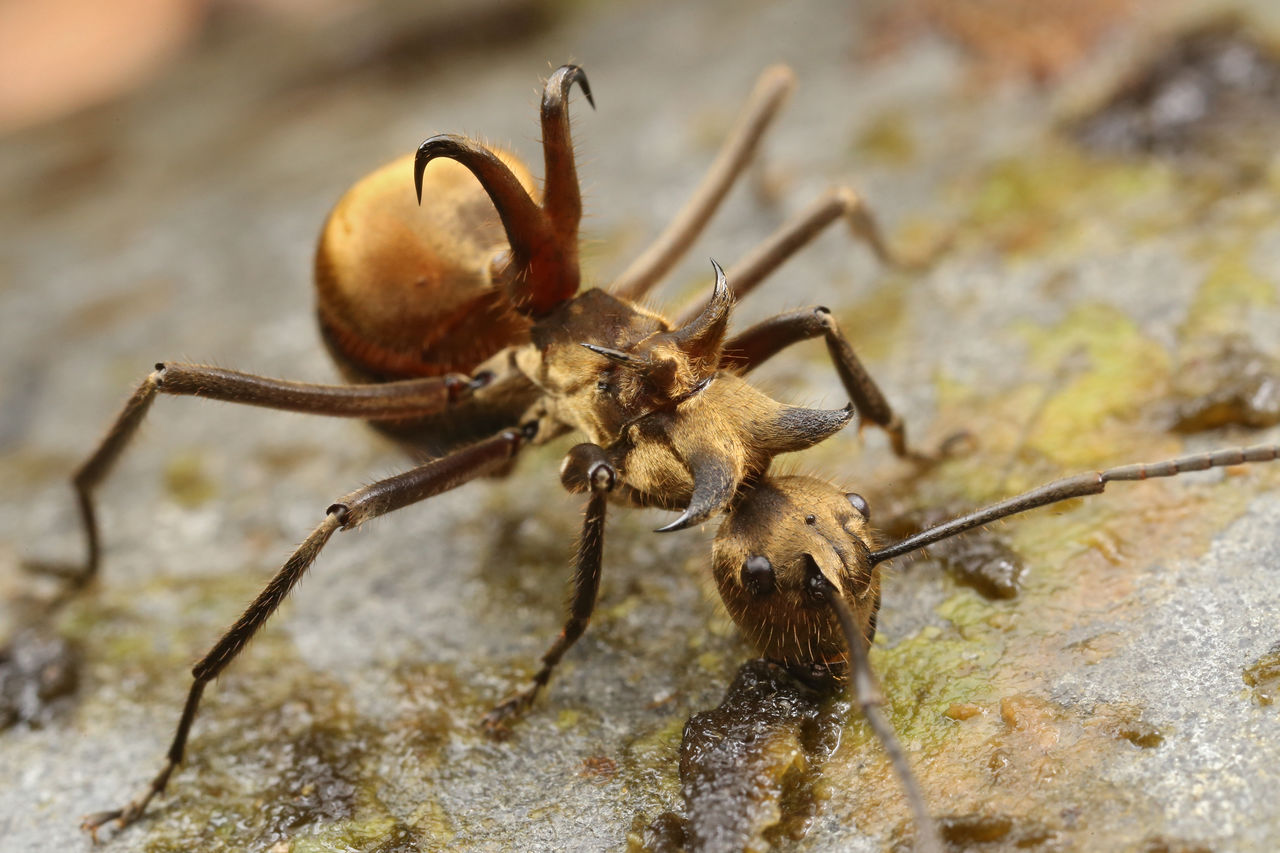 Not So Simple: Social Evolution in Silk-Weaving Ants ~ Science Storiented