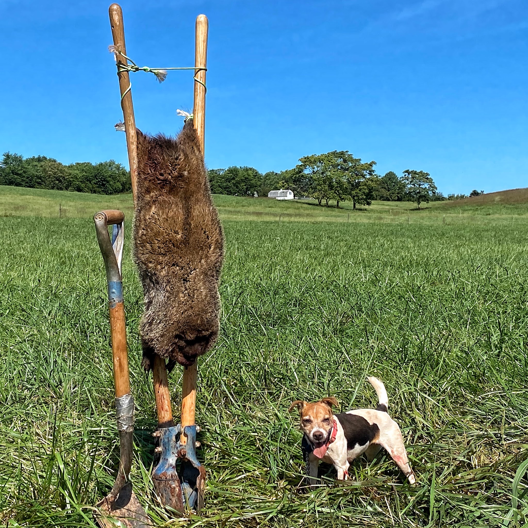 Terrierman's Daily Dose: Red Fox Inspects a Dead Groundhog