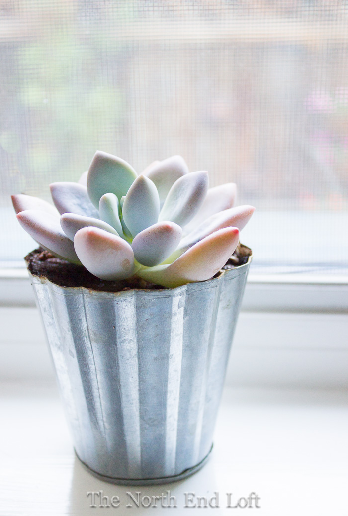 The North End Loft: How to Have Charming Farmhouse Greenery Without a ...