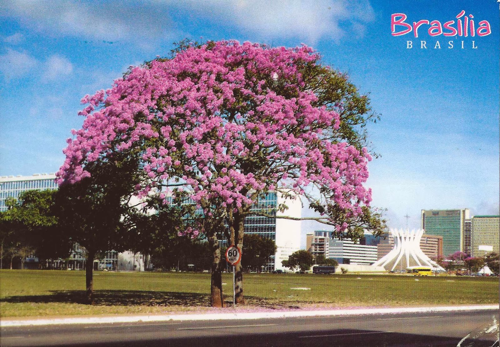 A Journey of Postcards: A tree from Brasilia, capital of Brazil