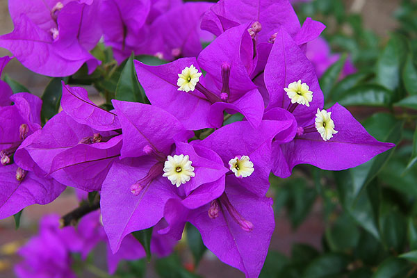 Bugenvil (Bougainvillea sp.) - Tanaman Hias Lanskap