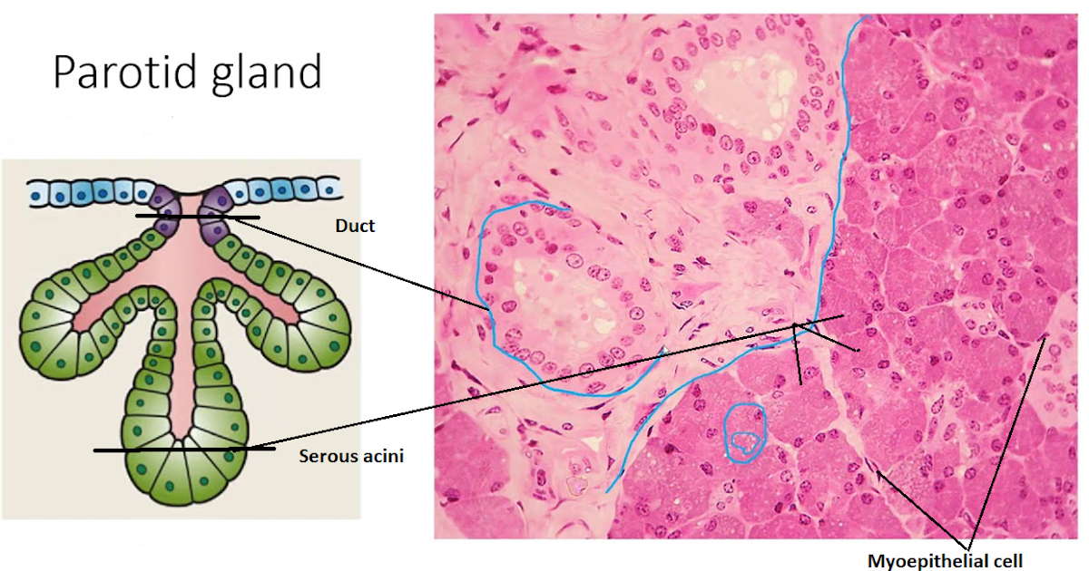 easyhumanatomy: Histology of parotid gland