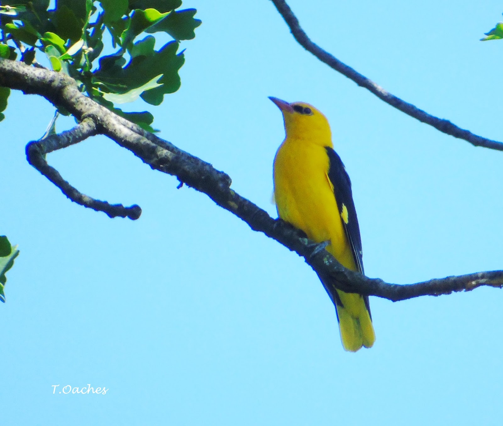 PASARI DIN ROMANIA: GRANGUR, Oriolus oriolus