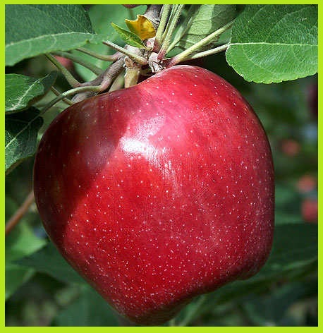 RINCÓN BARDA SUREÑA: ODA A LA MANZANA de PABLO NERUDA.