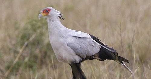 Plants, insects and animals: Secretary bird