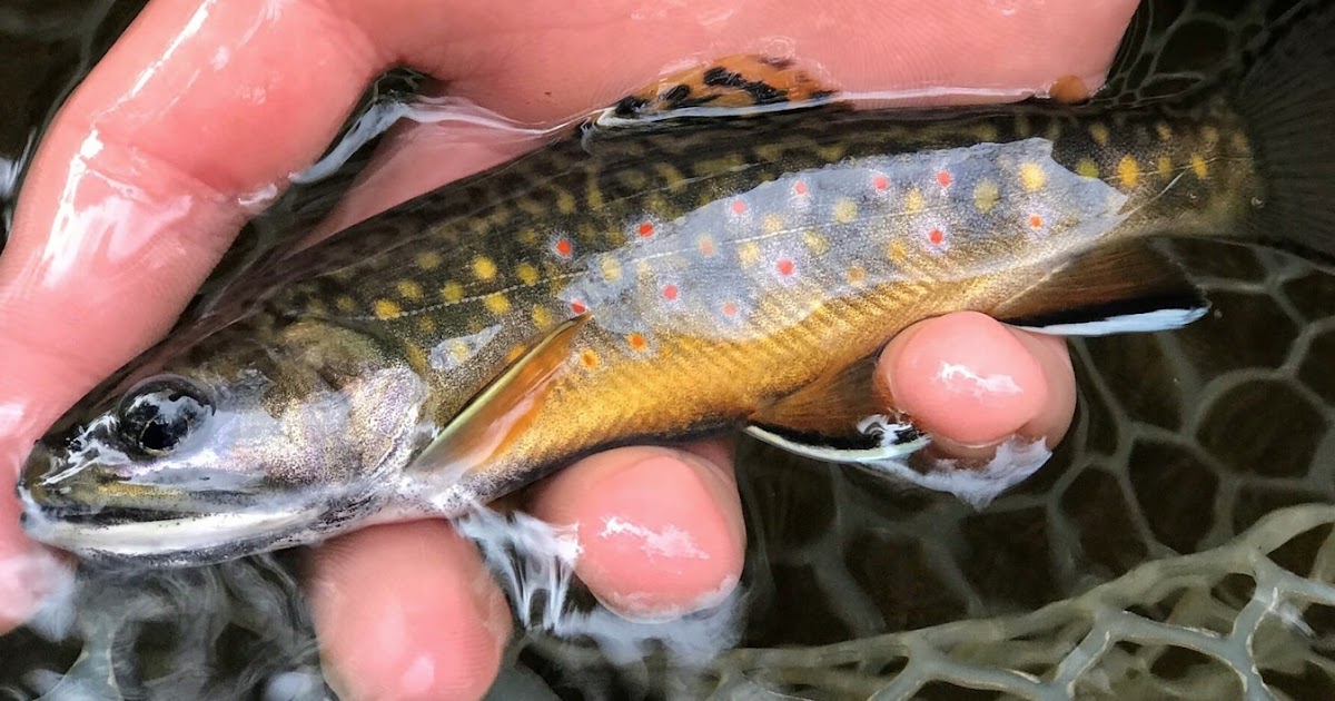 PA Environment Digest Blog: POWR Webinar: Stream Redesignation ...