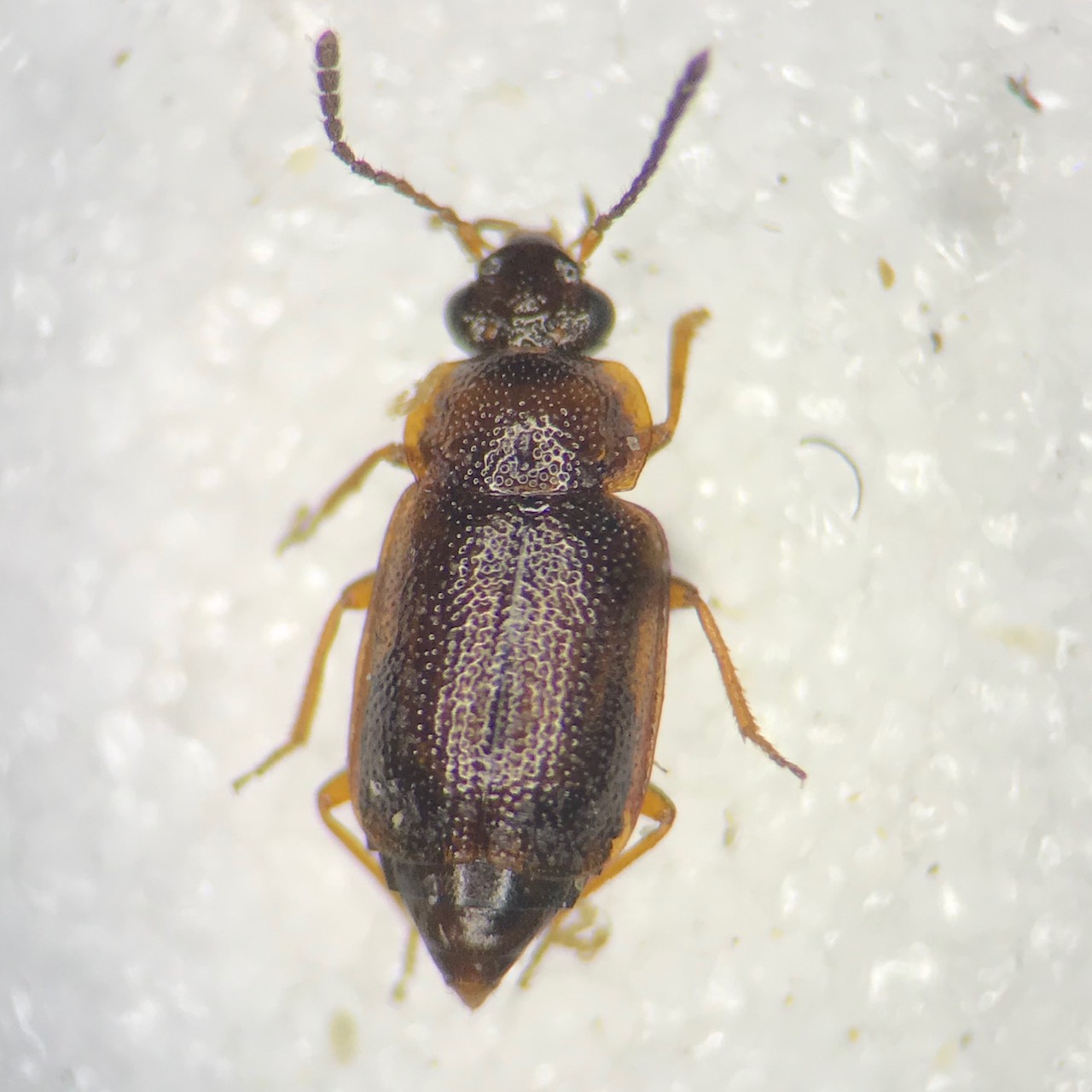 The Fifth Beetle: Paddle palps