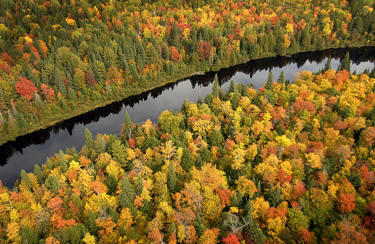 Michigan DNR seeks input on management of state forest land ...