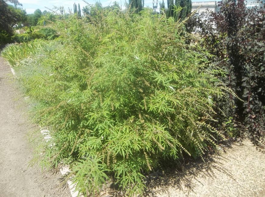 Future Plants by Randy Stewart: Vitex - the Chaste Tree family