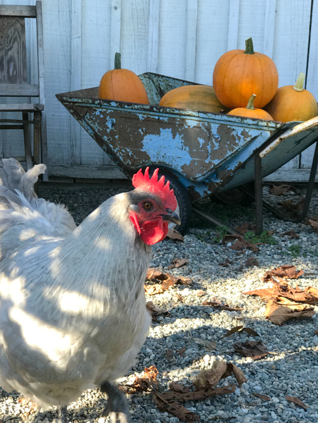 Little Farmstead: Fall at the Chicken Coop...