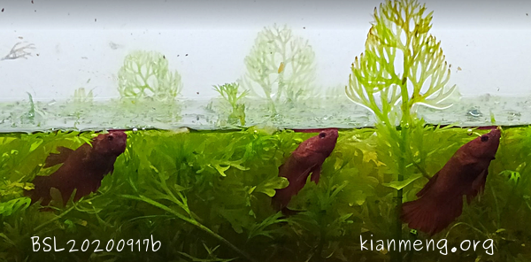 KIANMENG.ORG: BSL20200917b : How Does Betta Fish Sleep?
