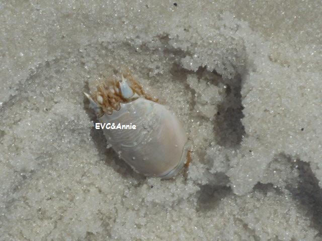 Vida em detalhes: Tatuí