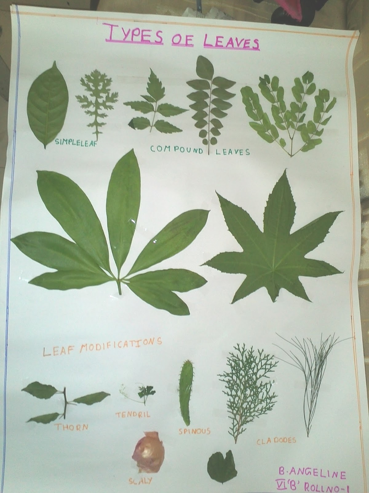 Jessy- My blog: my biology project on types of leaves