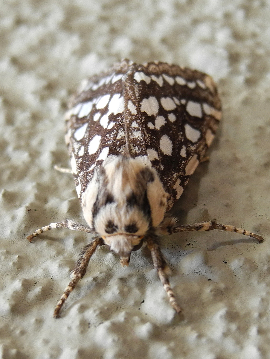 Wanderin' Weeta (With Waterfowl and Weeds): Silver-spotted Tiger Moth