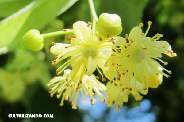 HoyVerde.com: 10 Beneficios del tilo