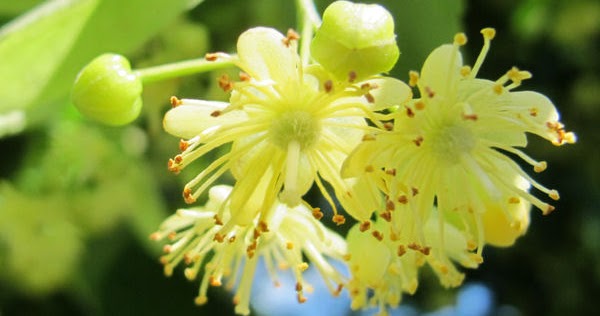 HoyVerde.com: 10 Beneficios del tilo