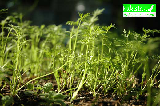 Cropping Technology (CPT) of Carrot (Daucus carota) in Pakistan