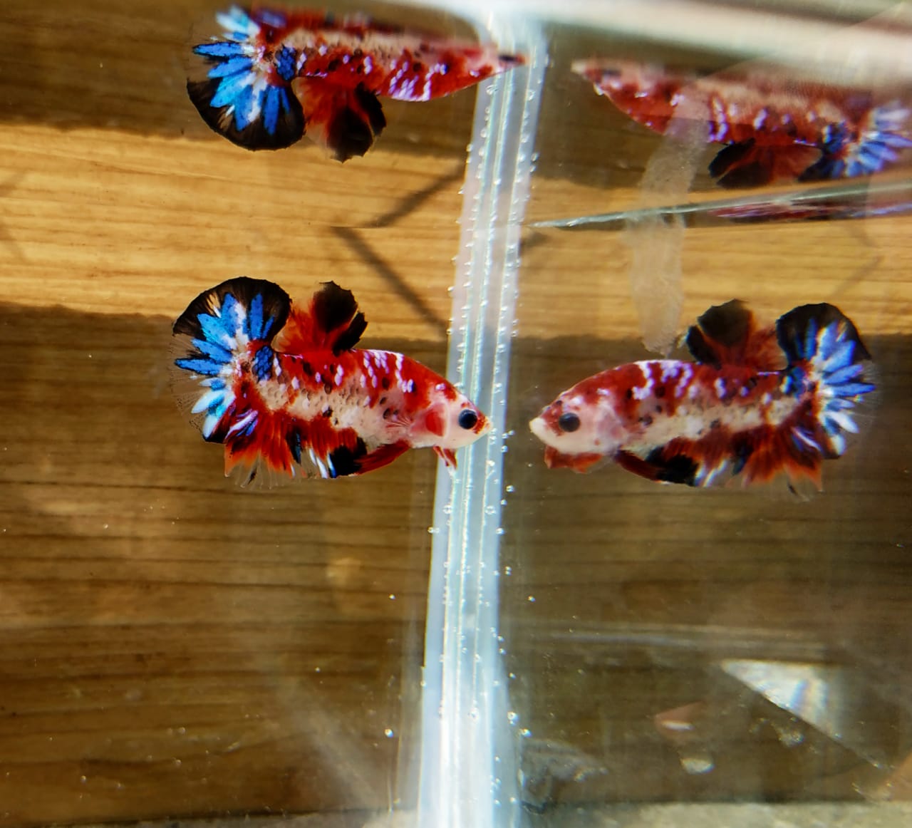 Ikan hias air tawar: Ready To sell Ikan Cupang Multi Color