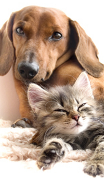 IT'S ALL ABOUT DOGS!!!: Dogs and Cats Living together