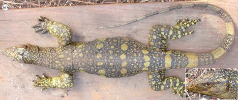Reptossaurus: VARANUS BITATAWA