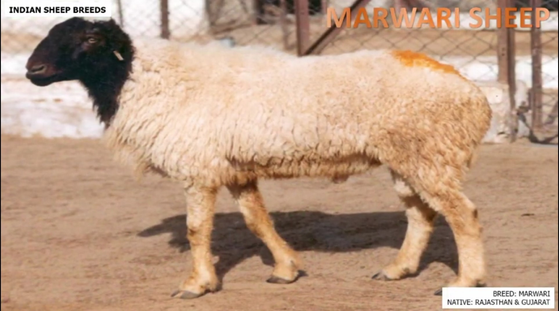 Most Popular Sheep Breeds of India