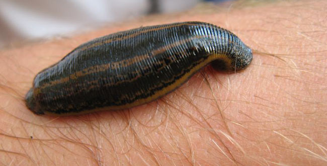 Martinou et Pirouly: Le Nombril de Ganesh par Thierry RAINOT - Chapitre ...