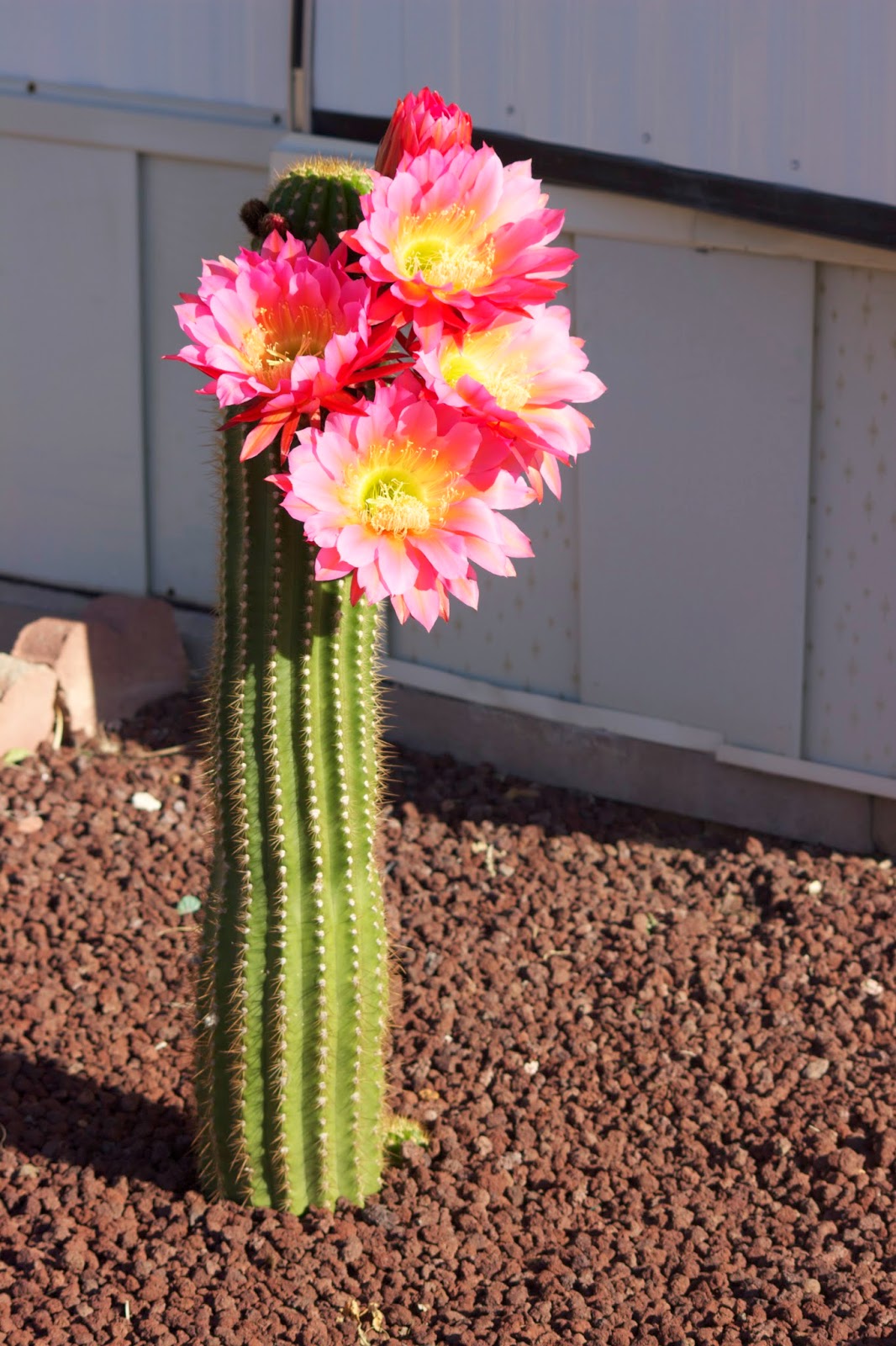 Victorian1885: Cactus Love....