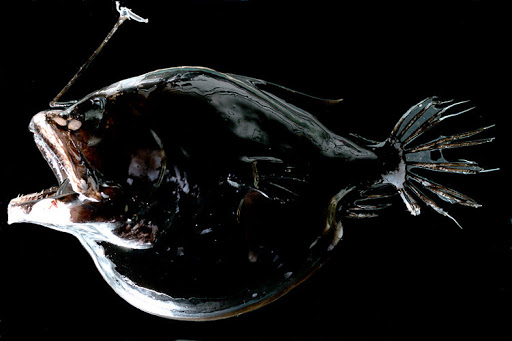 Artes de Pesca: ACTINOPTERYGII