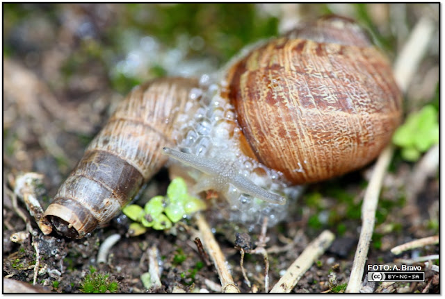 FAUNA AUXILIAR: FAMILIA SUBULINIDAE