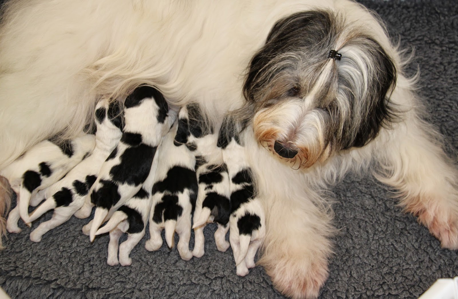 Polski Owczarek Nizinny Z Ponlandii: Puppies