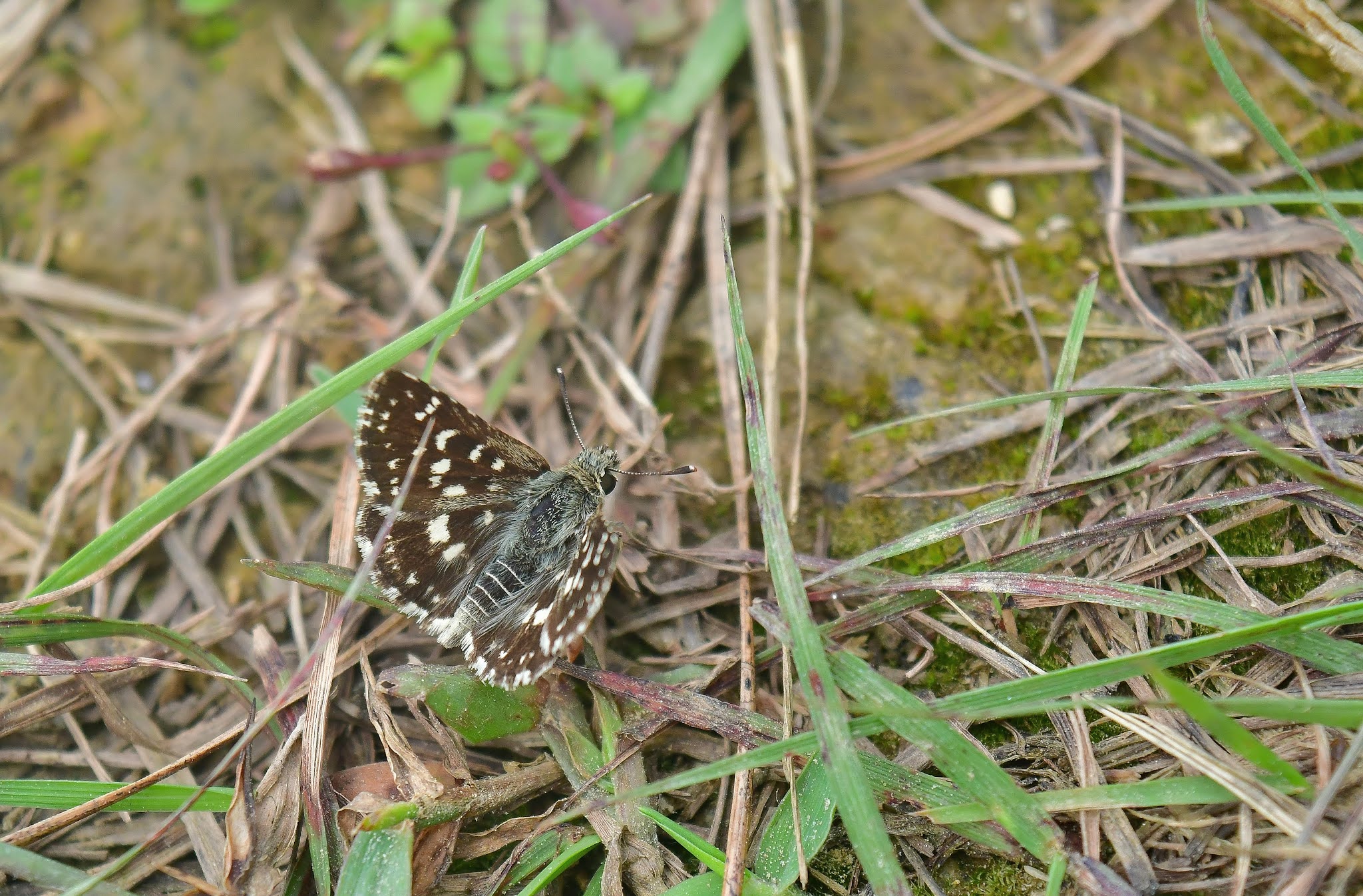 SANEJ PRASAD SUWAL: 2020