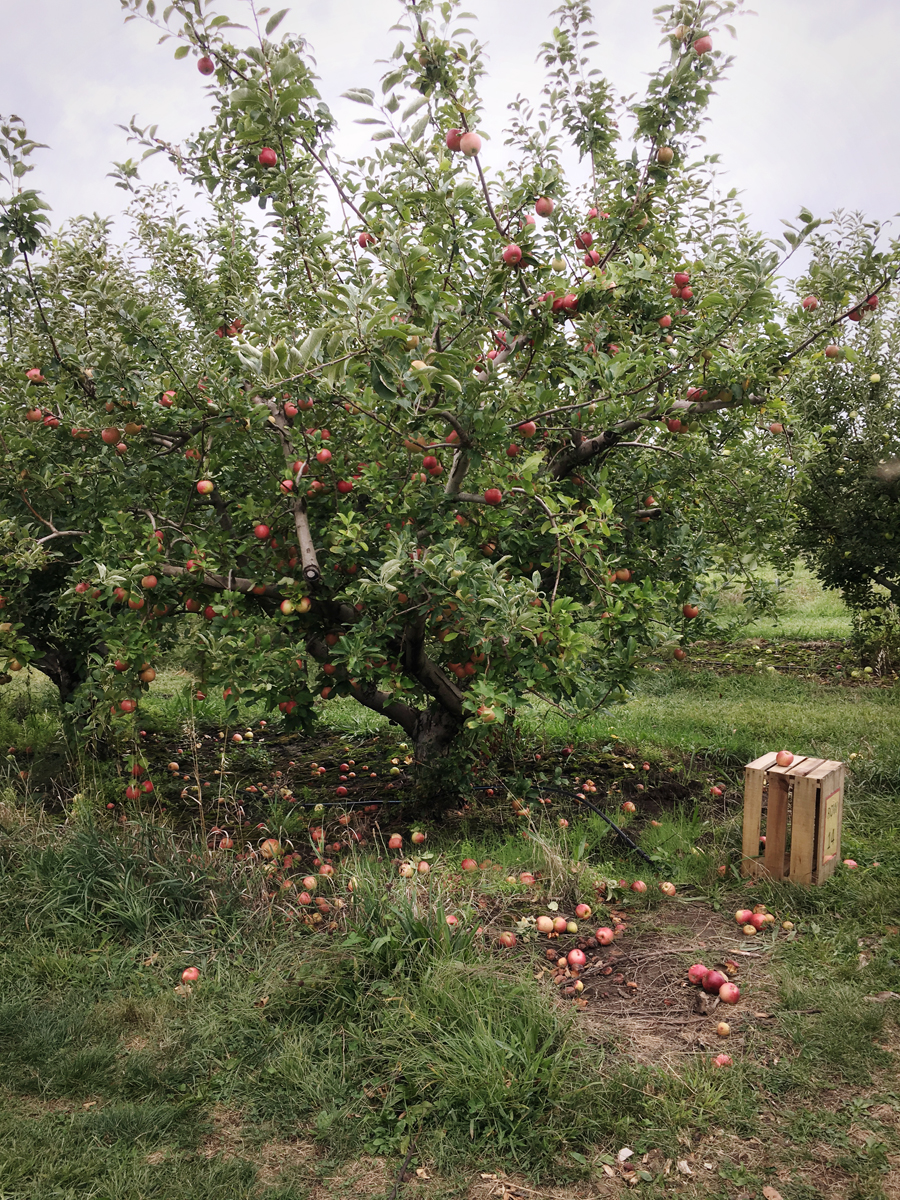 The Lovely Red Fox: Afternoon in the Orchard