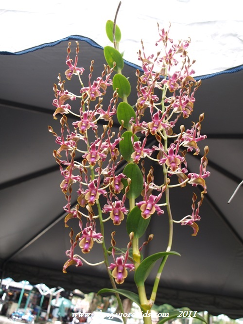 Orchids de Dangau: Taiping Orchid Show Update : 9th October 2011