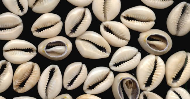 The Red Camel: Cowrie Jewelry in India