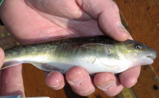 Fanatic Cook: February 2011