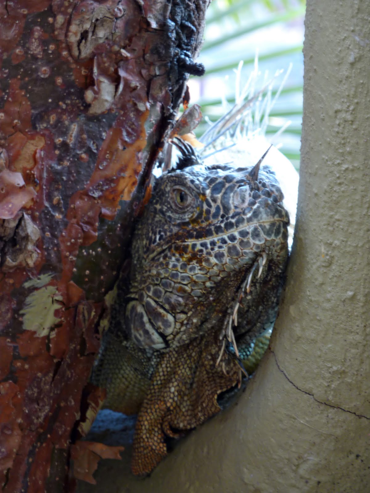 Dance While You Cook: A Diversion: La Iguana