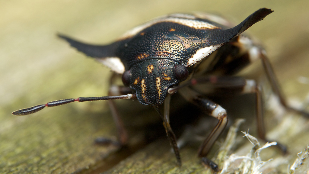 ムシをデザインしたのはダレ？: ウシカメムシ 幼虫