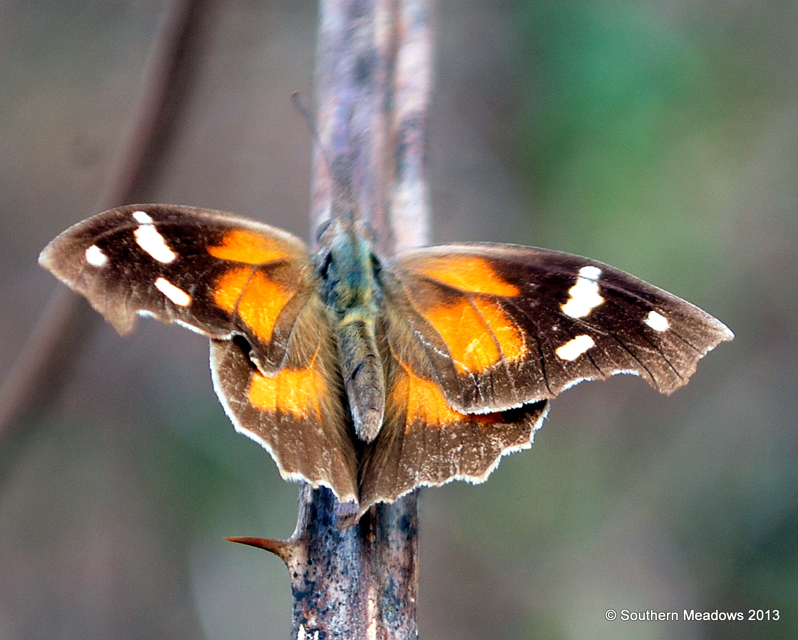 Butterflies in January?