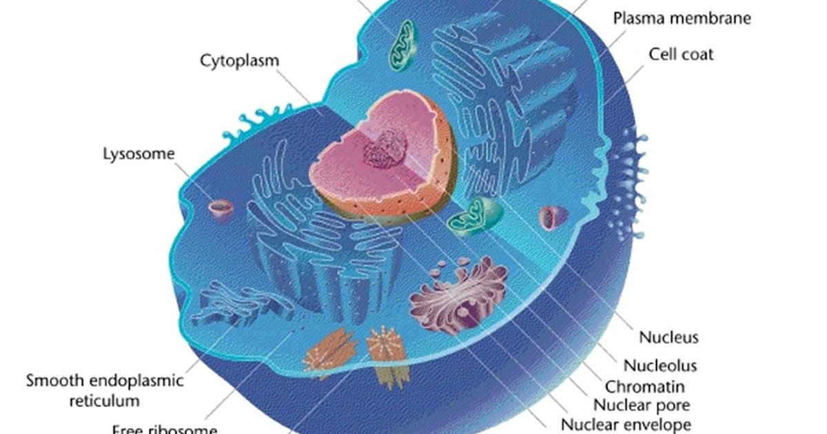 The body and its Constituents- CELL AND TISSUES
