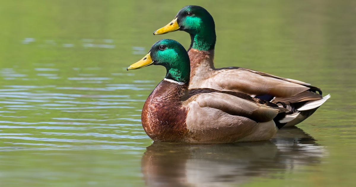 What Is Duck Typing In Python what-is-duck-typing-in-python