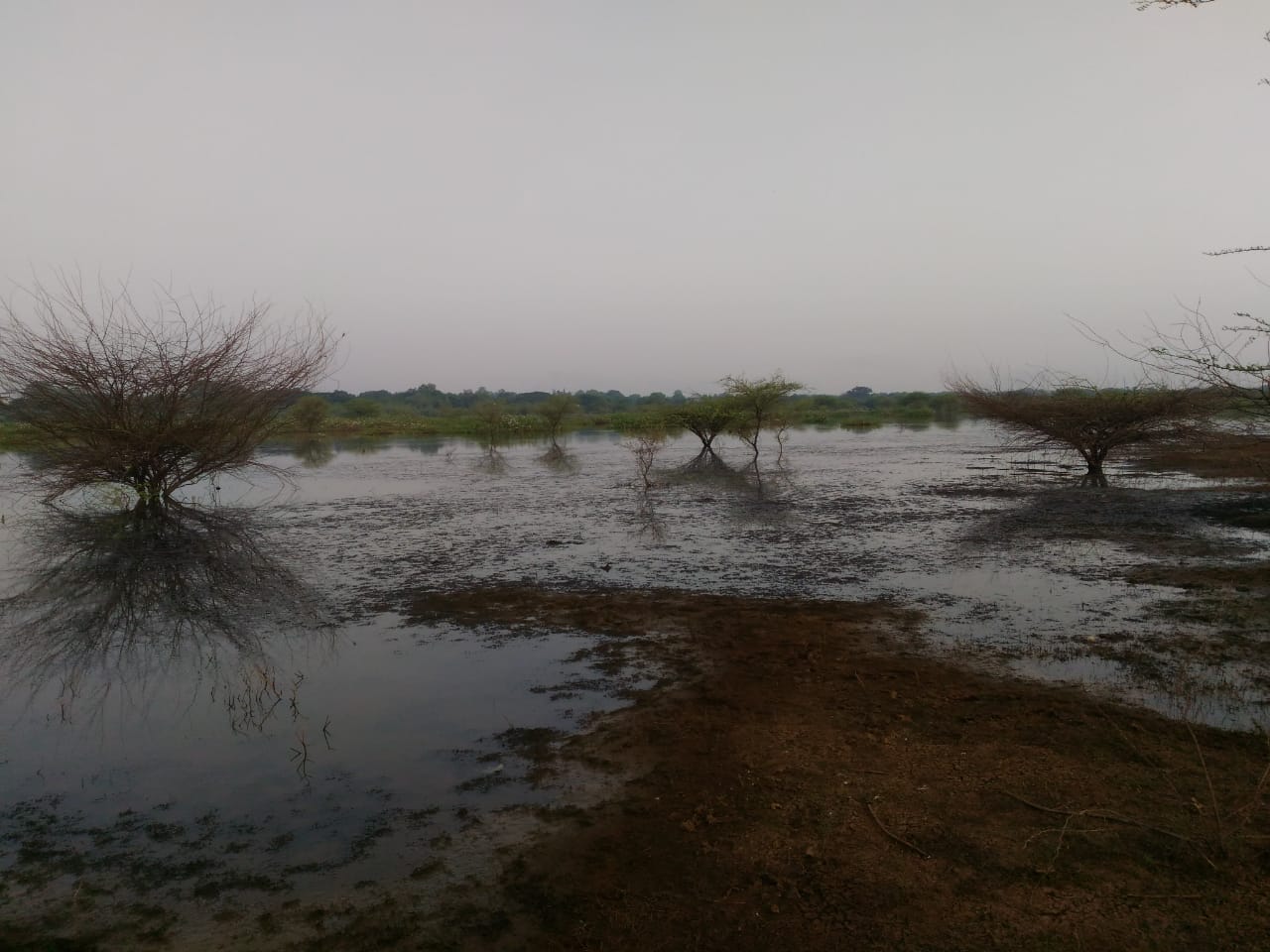 Astitva - Search for an Identity: Bangalore Lakes - Hesaraghatta