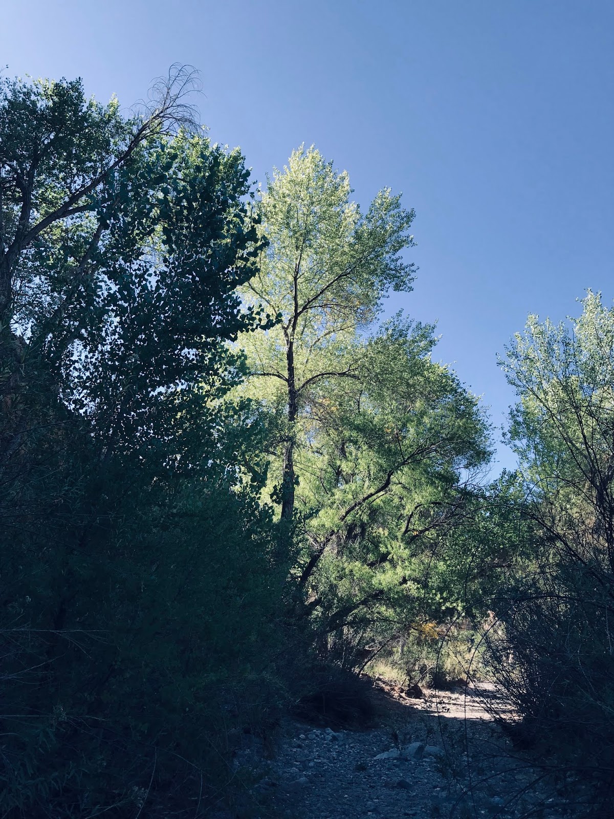 Southern New Mexico Explorer: North Fork Palomas Creek, lower box ...