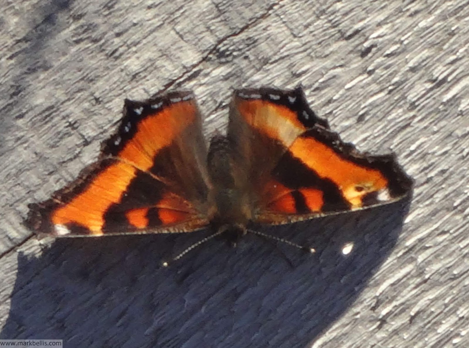 Mark Bellis: Milbert's tortoiseshell butterfly