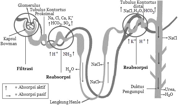 Sistem Ekskresi pada Manusia | Mikirbae.com