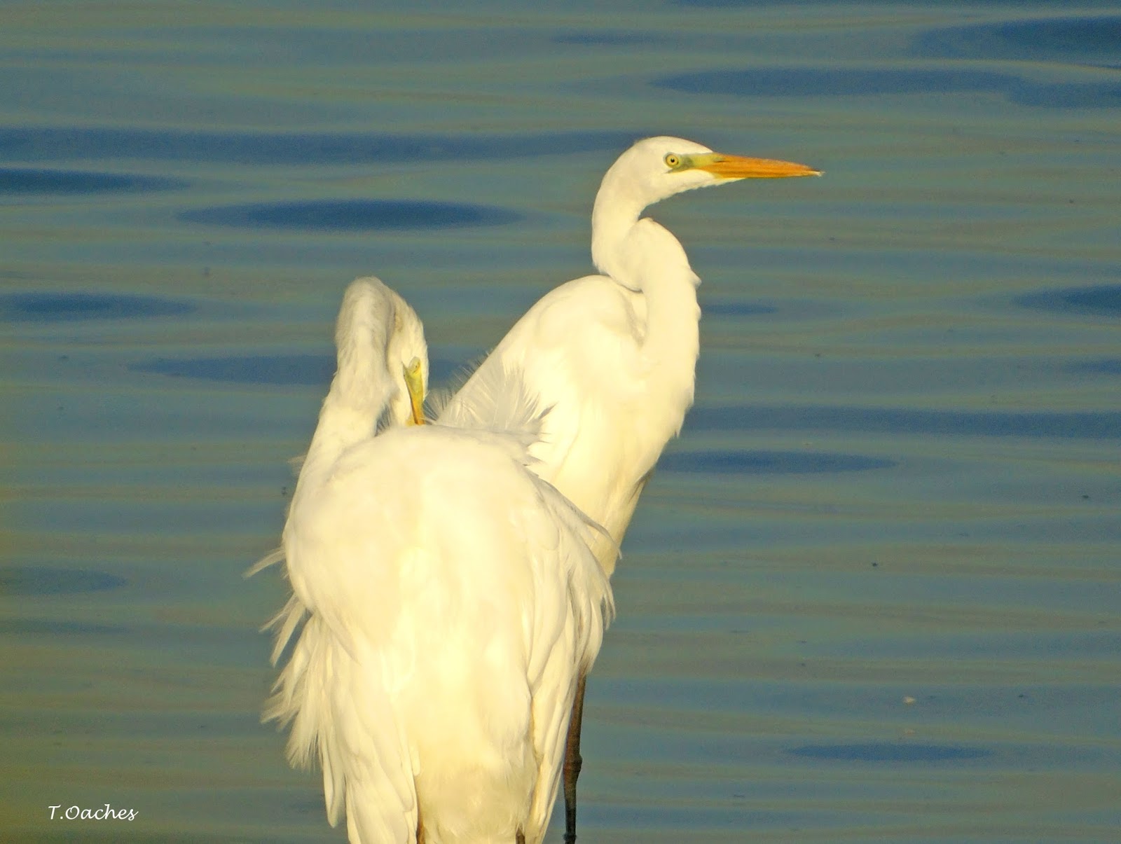 PASARI DIN ROMANIA: EGRETA MARE, Ardea alba
