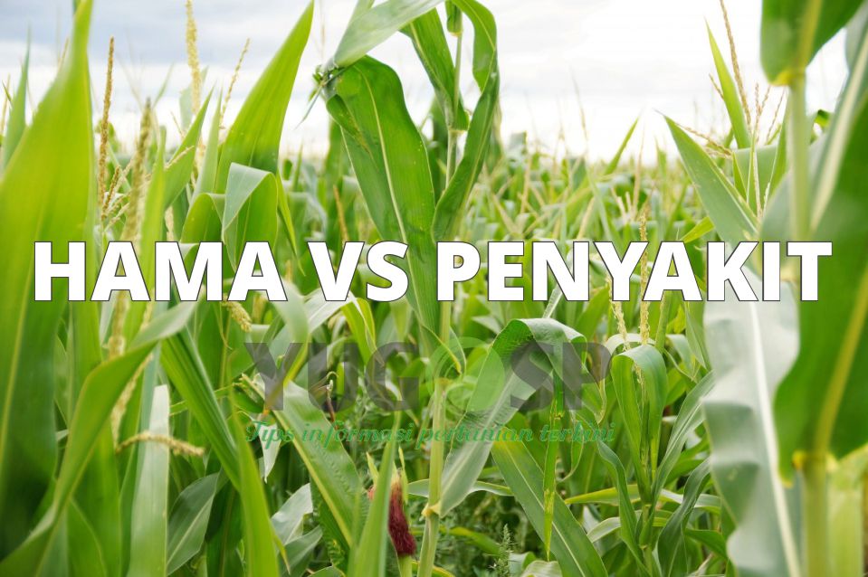 Bagaimana Cara Membedakan Antara Serangan Hama dengan Penyakit? - Blog ...