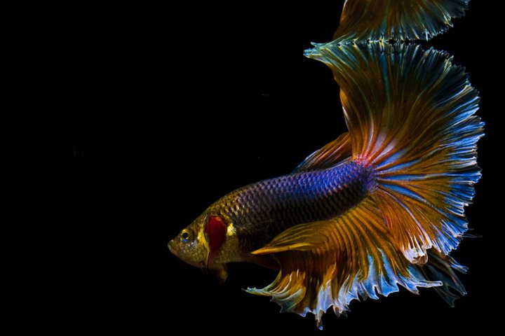 Colombian Bettas: Acabando con el Betta splendens!!! una reflexión